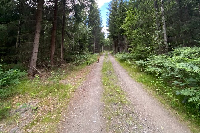 Hike with Wild Forage Surviving Tips and Local Lunch at the Lake - The Sum Up