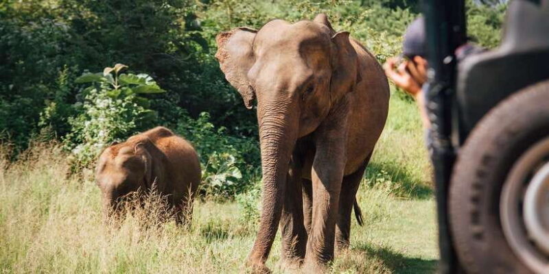 Hikkaduwa/Galle: Yala National Park Jeep Safari Day Tour - Authenticity and the Guide Experience