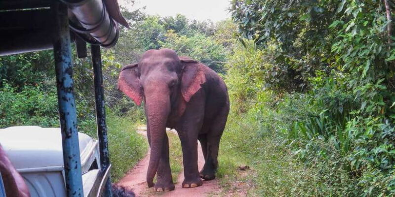 Hikkaduwa: Yala National Park Safari with Hotel Pickup - Final Thoughts
