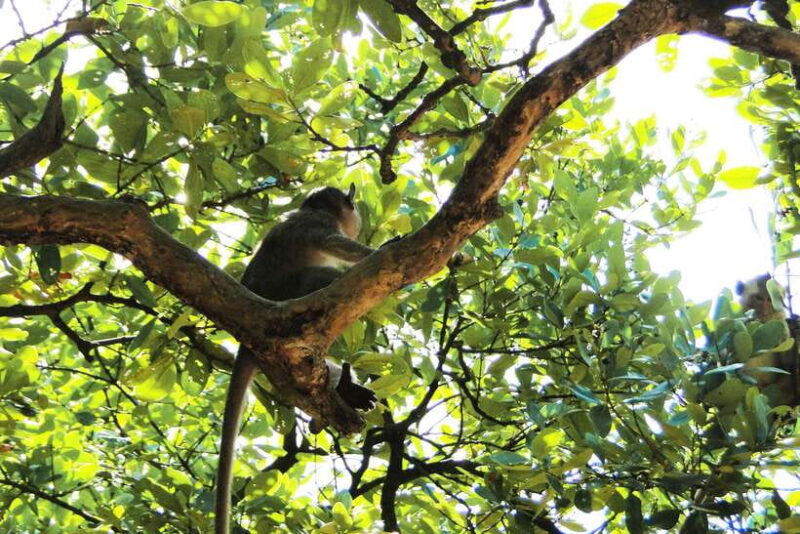 Ho Chi Minh City: Can Gio Eco Escape And Wildlife Discovery - Who Will Love This Tour?