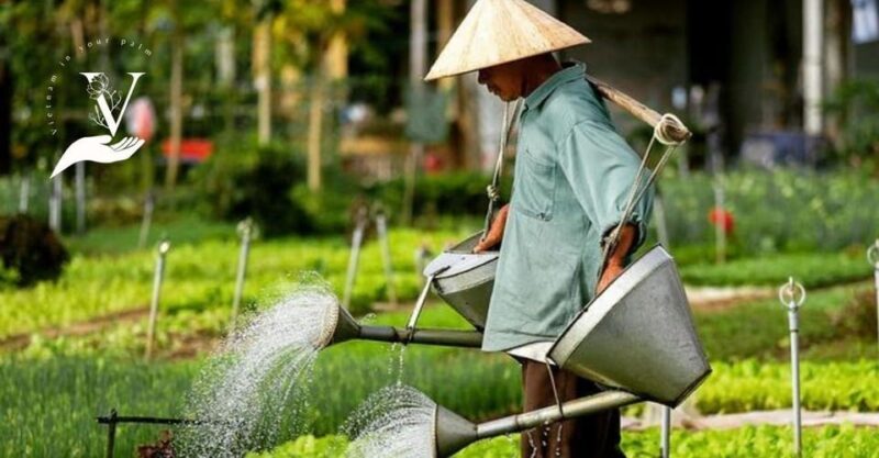 Hoi An food - Eat where the local eat - Travel guide book - FAQ