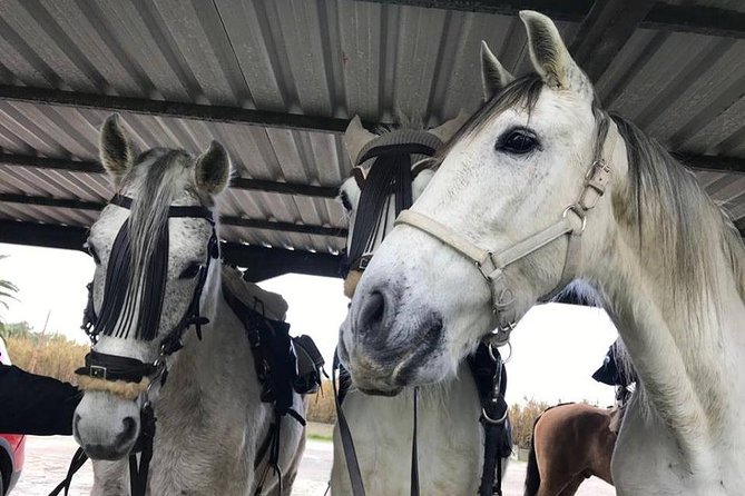 Horseback Riding by the beach or mountain in Tarifa, Spain - 1 to 2 hrs - Frequently Asked Questions