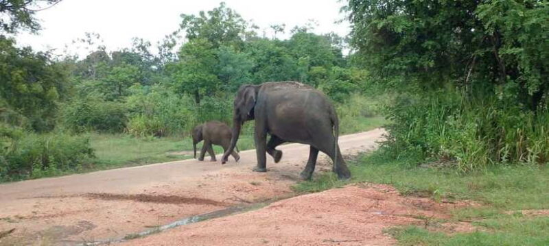 Hurulu Eco Park Safari - Practical Tips for Your Safari