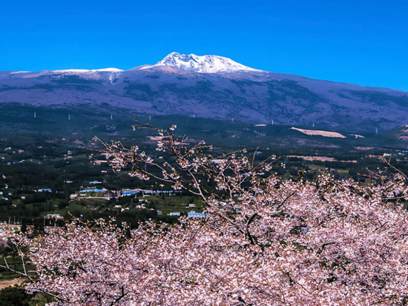 Jeju: Cherry Blossom South & West Day Tour with Hotel Pickup - FAQs