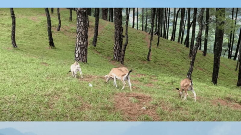Kathmandu: Fresh air Hiking at Kapan-Jagdol-Nagi gumba - Who Should Consider This Tour?