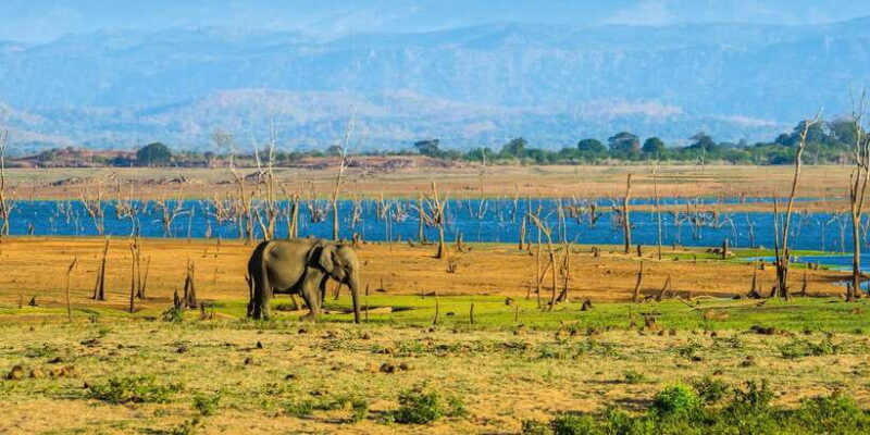 Kaudulla National Park: Private Safari - Who Should Consider This Safari?