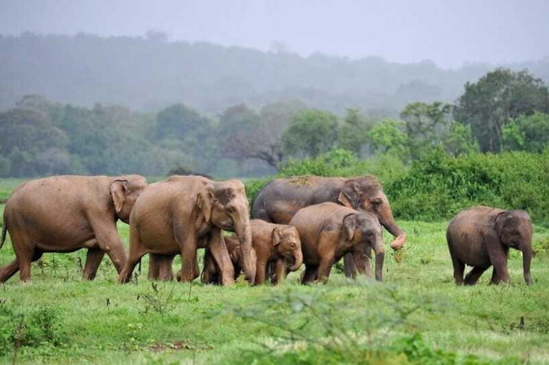 Kaudulla National Park: Wildlife Elephant Safari - Final Thoughts