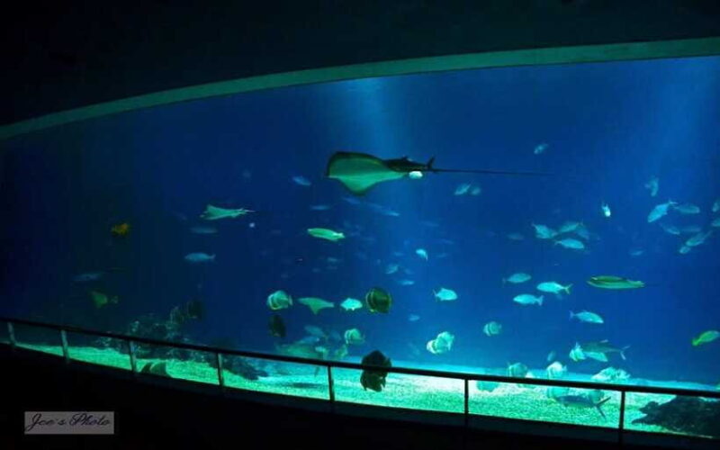 Kenting: National Museum of Marine Biology & Aquarium - Why This Experience Is Worth Considering