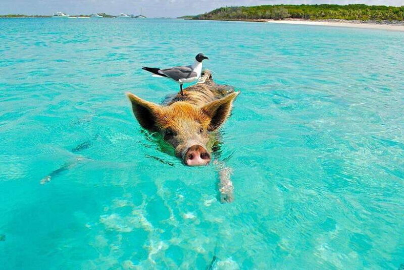 Ko Samui: Private Longtail Boat Tour to Koh Madsum & Koh Tan - The Practical Side: Why This Tour Works