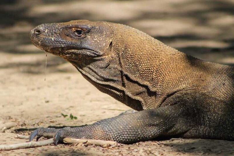Komodo One Day Tour With Speed Boat - What We Think About the Experience