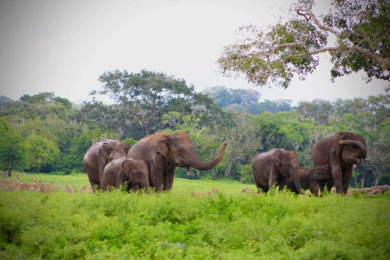 Kumana National Park : Private Half-Day Jeep Safari - In-Depth Review of the Safari Experience