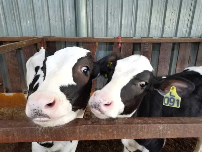 Kundasang : ATV Ride, Dairy Farm Visit & Meal Shared Tour - FAQs
