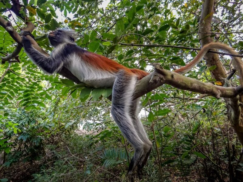 Lagoon Tour to Monkey Island in Negombo - The Sum Up