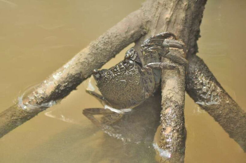 Langkawi: 6-Hour Kilim Mangrove Boat Tour w/ Lunch & Pickup - Final Thoughts: Is It Worth Your Time?