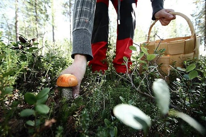 Lapland Berry Day Experience - Reviews and Real-World Feedback