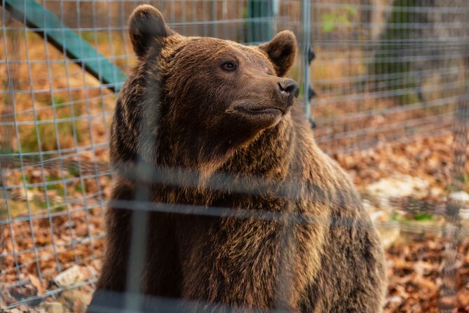 Legends&Wildlife Awaits: Dracula's Castle & Bear Sanctuary - FAQ