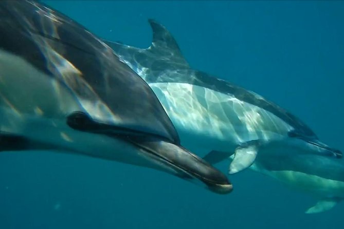Lisbon Dolphin Watching with a Marine Biologist in a Small Group - The Sum Up: Is This Tour Right for You?