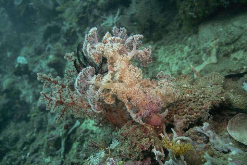 Lombok: Open Water Diver Course - Who Should Consider This Course?