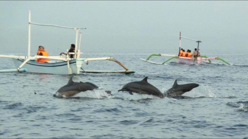 lovina bali: Dolphin watching, waterfall and local lunch - Practical Tips for Travelers