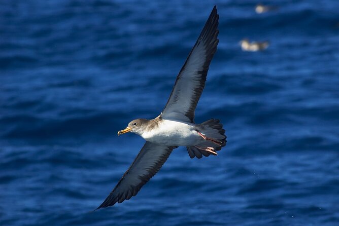 Madeira Dolphin & Whale Watching Tour - Who Is This Tour Best For?