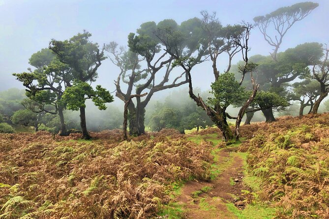 Madeira: Private Guided Walk Vereda Fanal PR13 - FAQ