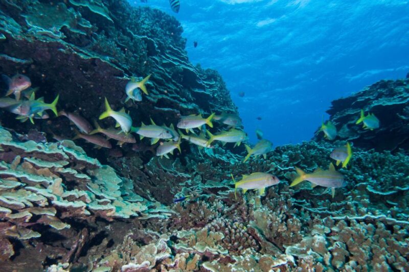 Maui: Beginner Discovery Scuba Dive Excursion from Lahaina - Considerations Before Booking