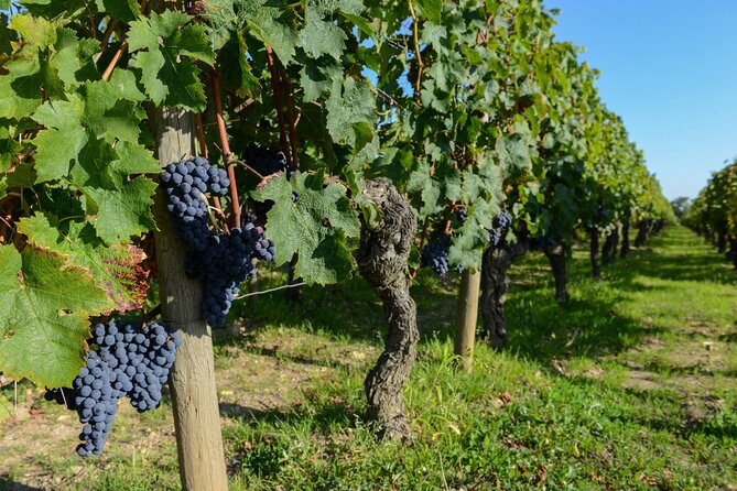 Medoc Region Wine Day Trip with Vineyard Visits & Tastings from Bordeaux - Final Thoughts