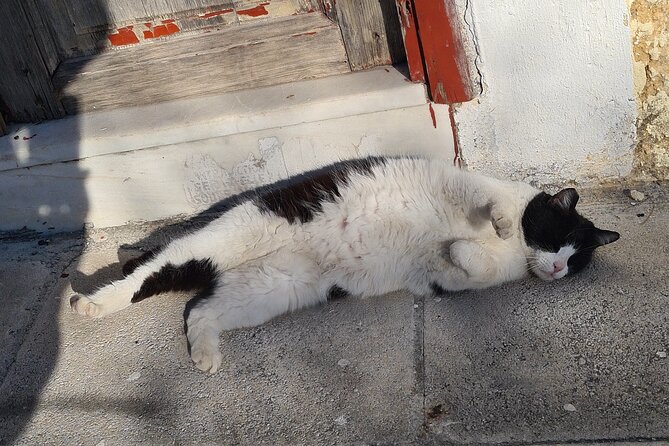 Meet the Cats of Acropolis and Thissio Private Tour - Practical Details and What to Expect