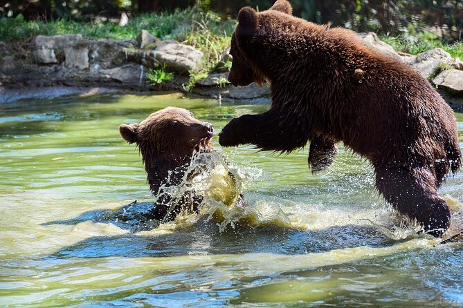 Meet the Free Bears and visit Dracula's Castle in a Day Trip from Bucharest - What the Tour Does Well