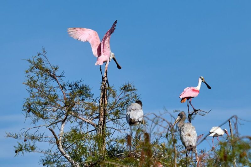 Miami: Everglades Full-Day Tour with 2 Boat Trips and Lunch - FAQs