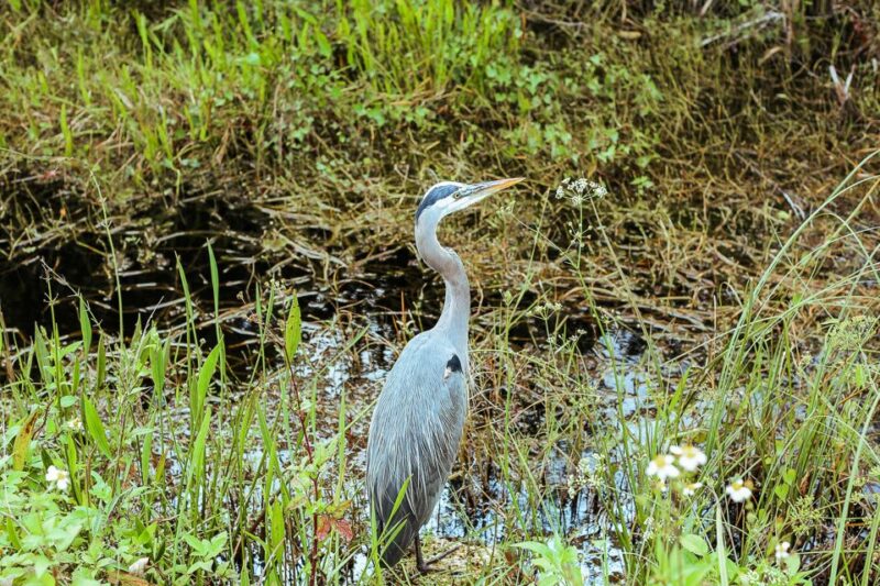 Miami: Everglades National Park Airboat Tour & Wildlife Show - The Bottom Line