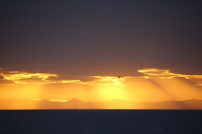 Midnight Sun Whale Watching from Reykjavik - FAQ