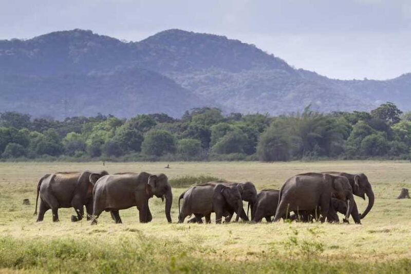 Minneriya half day elephant safari/largest gathering - FAQ