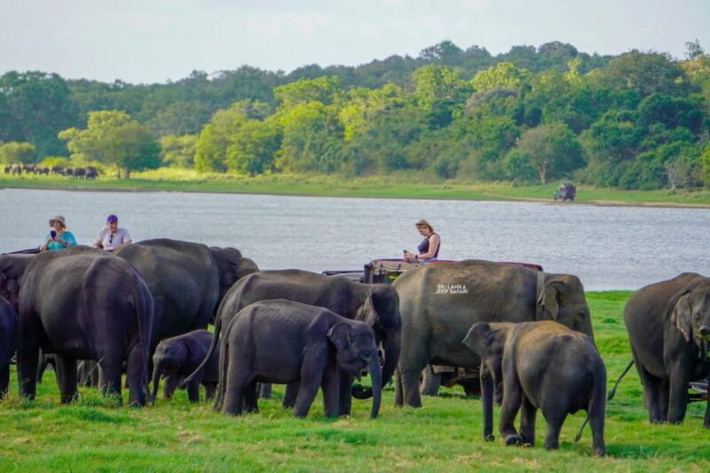 Minneriya: National Park Elephant Safari with Hotel Pickup - Who Will Love This Tour?