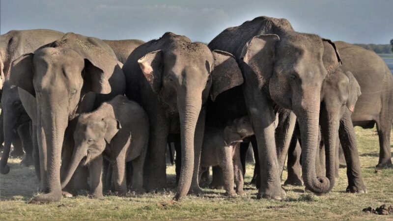 Minneriya National Park: Halfday Jeep Safari with Wild Tours - Who Will Love This Tour?