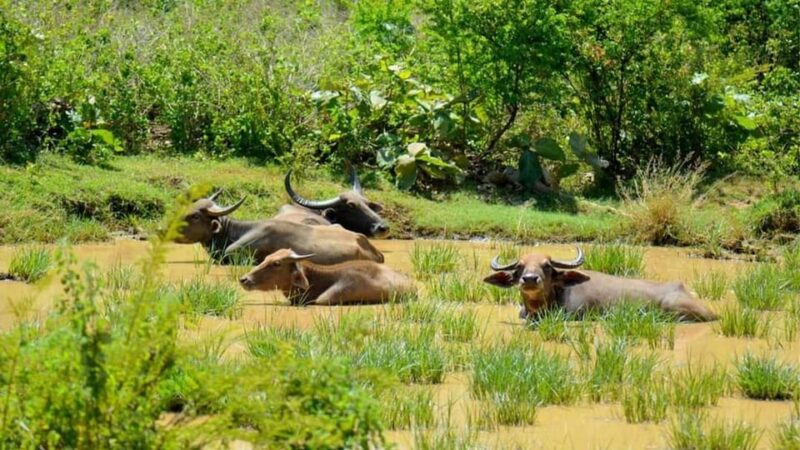 Minneriya National Park Safari From Habarana - Final Thoughts: Who Is This Tour Best For?