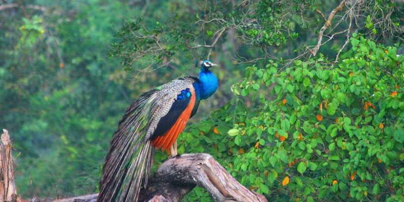 Minneriya: Private Jeep Safari From Trincomalee - FAQs