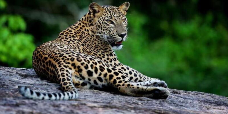 Mirissa/Galle: Transfer to Ella & YALA & UDAWALAWA Safaris - Authentic Experiences and Traveler Feedback