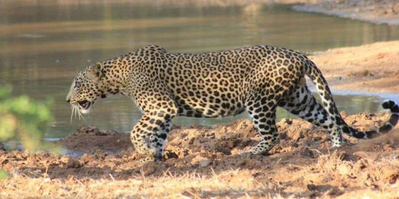 Mirissa: Udawalawe & YALA Safaris + lunch, Drop off: Ella - The Sum Up