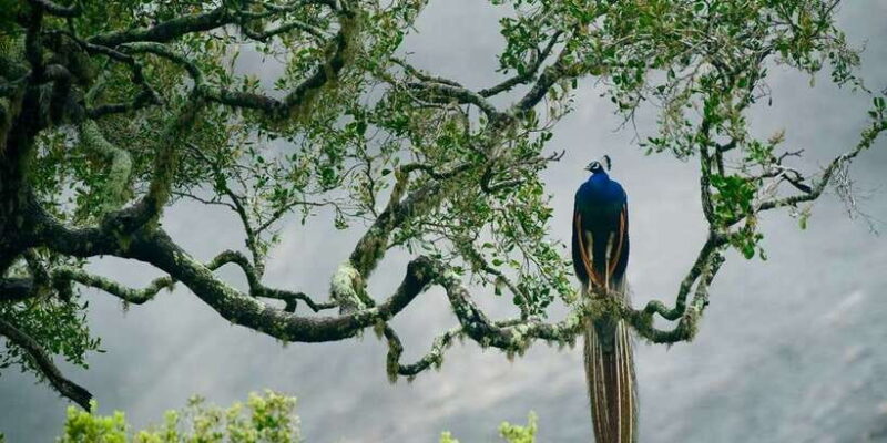 Mirissa, Weligama, or Galle: Transfer to Ella & Yala Safari - The Food and Breaks