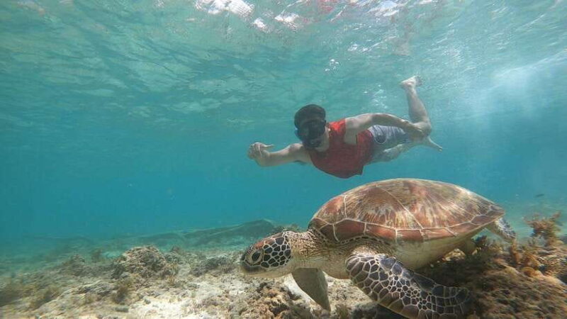 Moalboal: Island Hopping and Mantayupan Falls Day Trip - Authentic Insights from Reviews