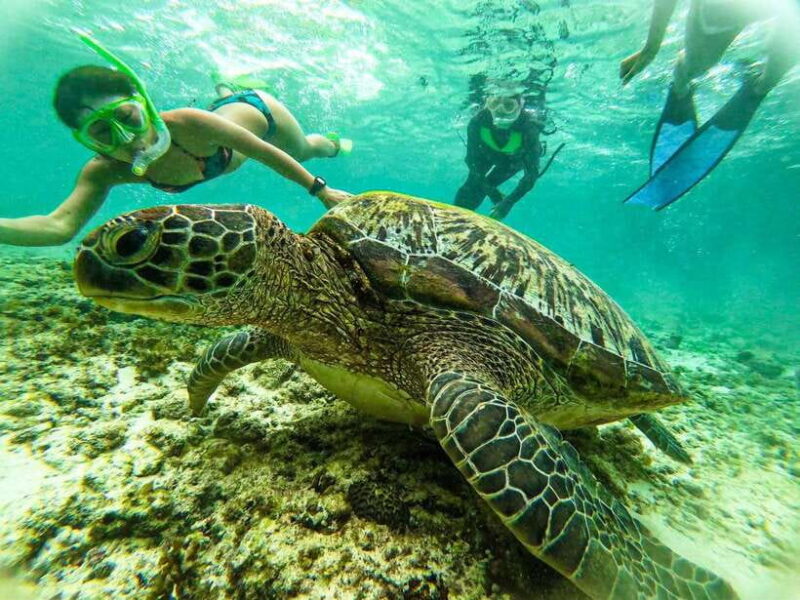 Moalboal Sardine Run, Sea Turtle & Mantayupan Falls - The Experience in Practice: What Travelers Say