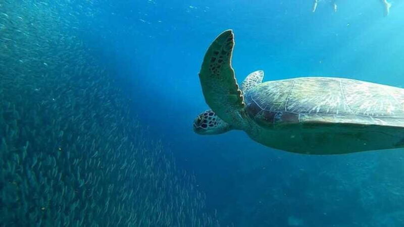 Moalboal: Sardine Run, Turtles and Pescador Island Hopping - FAQ