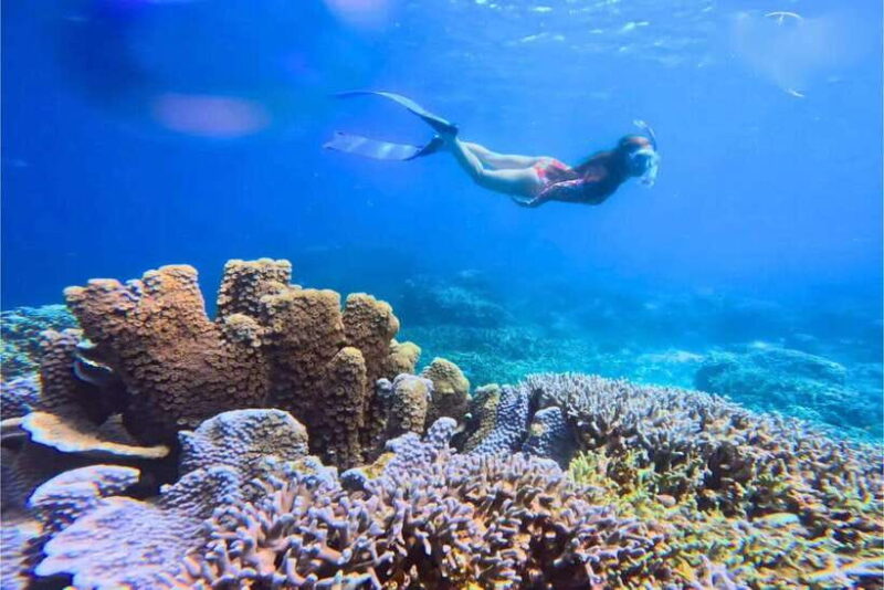 Moalboal : Scuba Diving Sardine Run and Turtle Chasing - Key Points