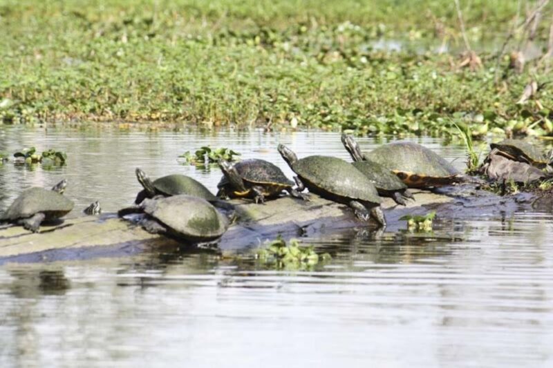 New Orleans: High Speed 16 Passenger Airboat Ride - Practical Tips for Travelers