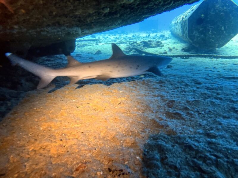 Oahu Night Dive: Adventure for Certified Divers - Who Should Consider This Experience?