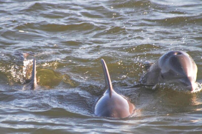 Orange Beach: Dolphin Eco Sunset Cruise aboard The Explorer - The Experience from Reviews