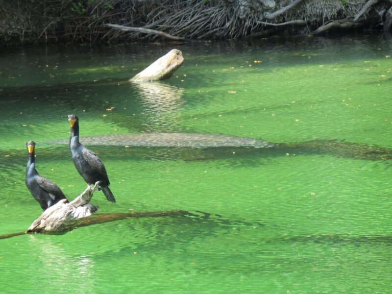 Orlando: Small Group Manatee Discovery Kayak Tour - What the Tour Feels Like (Based on Reviews)