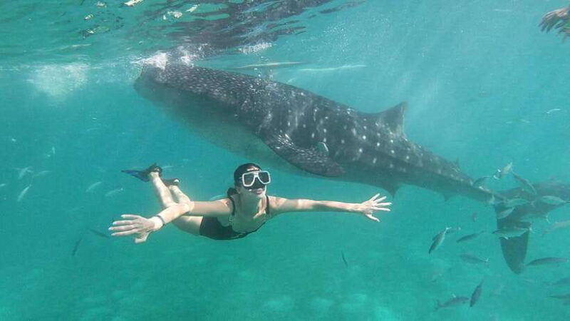Oslob: Whale Shark Swim & Snorkeling Experience Tour - What Travelers Say: Authentic Insights