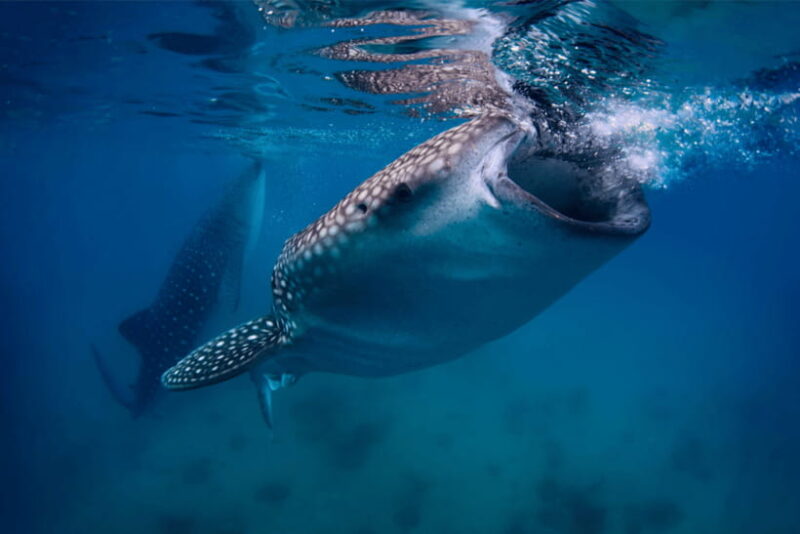 Oslob: Whale Sharks, Tumalog Falls, & Monkey Sanctuary Tour - FAQ